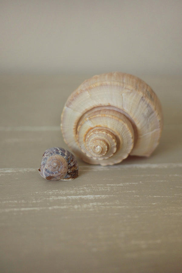 Shells On Beige IIi Photograph by P.s. Art Studios - Fine Art America