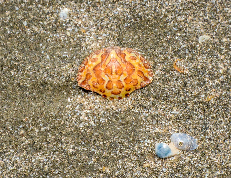 Shells Photograph by Pamela Schreckengost