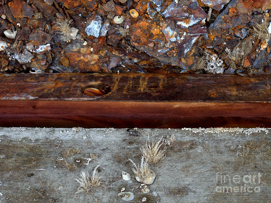 Shells Photograph by Robert Riordan - Fine Art America