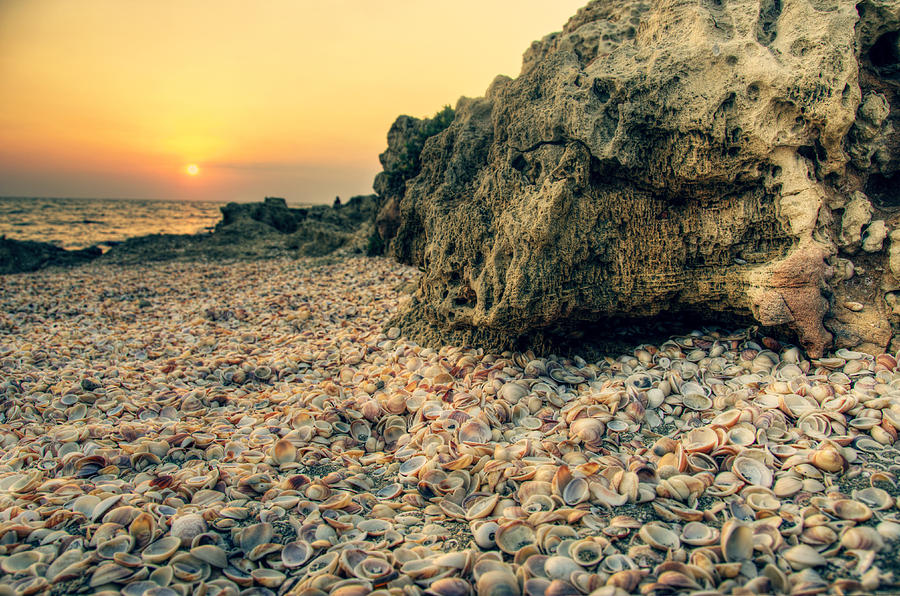 Shells Photograph by Toni Guetta - Fine Art America