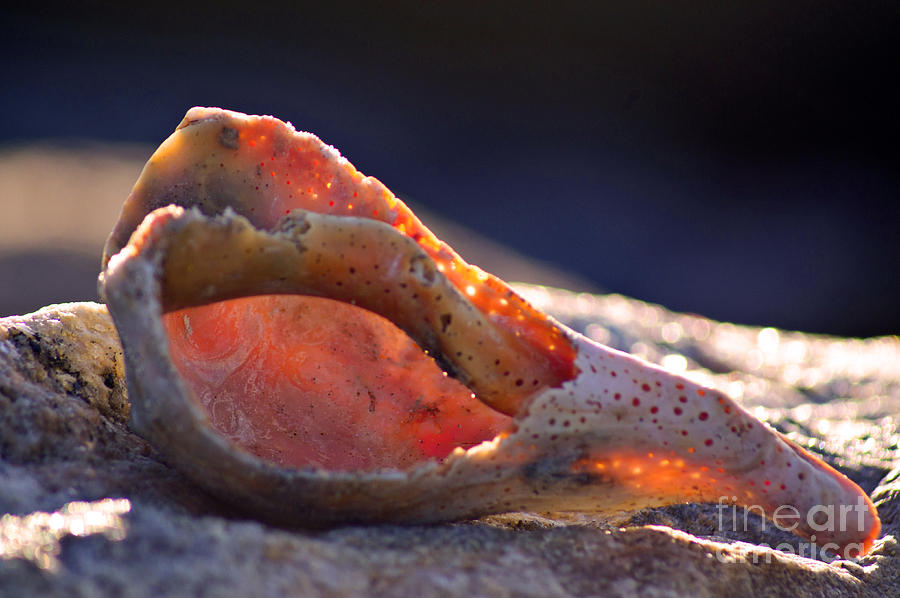 Shellwork Photograph by Joe Geraci - Fine Art America