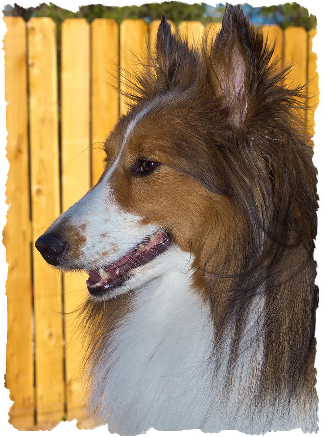 Sheltie Face Photograph by Dwayne Schmidt - Fine Art America