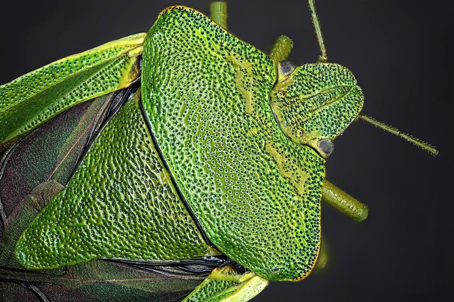 Shield Bug by Science Photo Library