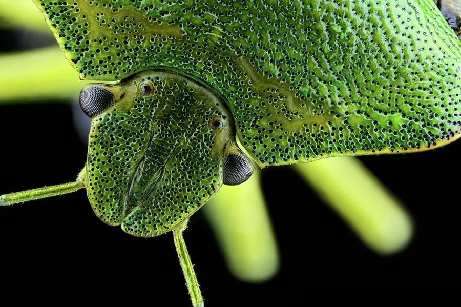 Shield Bug Head Photograph by Frank Fox - Fine Art America