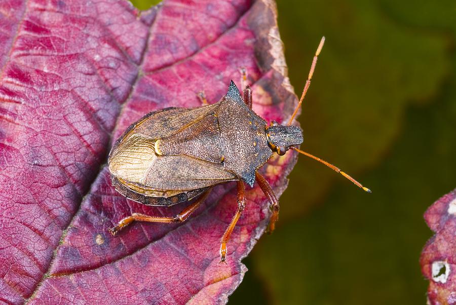 Shield bug by Jerzy Gubernator / Science Photo Library