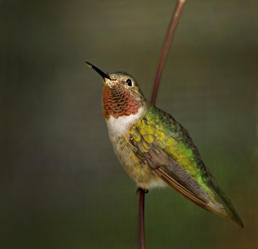 Shimmering Photograph by Carol Eade - Fine Art America