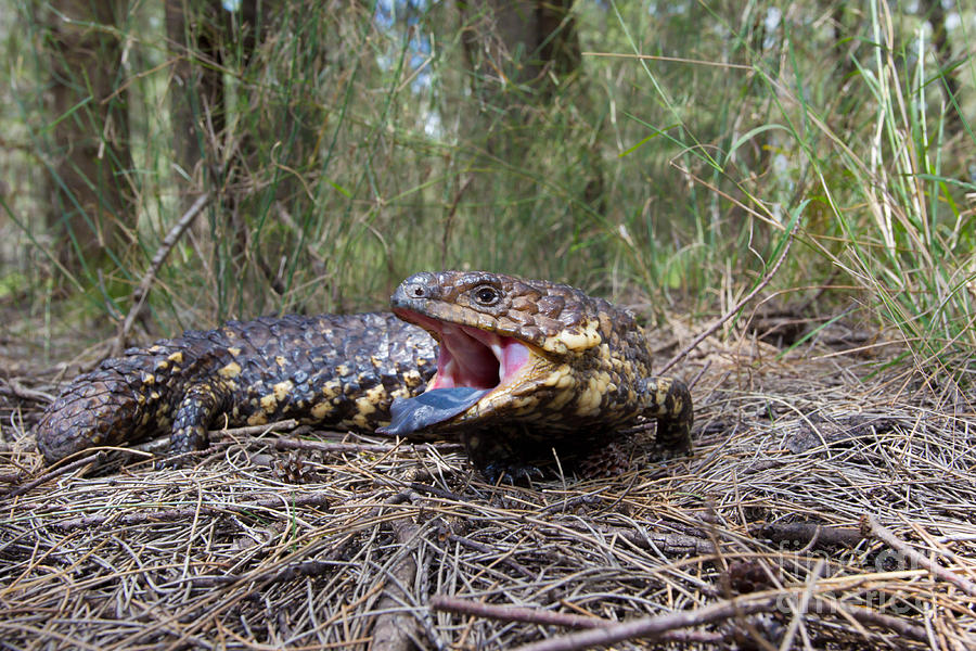 Shingleback Lizard Photograph by BG Thomson - Fine Art America