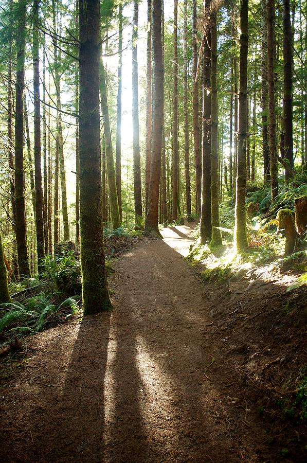 Shining Forest Photograph by Ryan Geer - Fine Art America