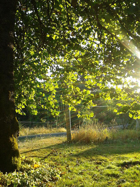 Shining Tree Photograph by Adam Gurrieri - Fine Art America