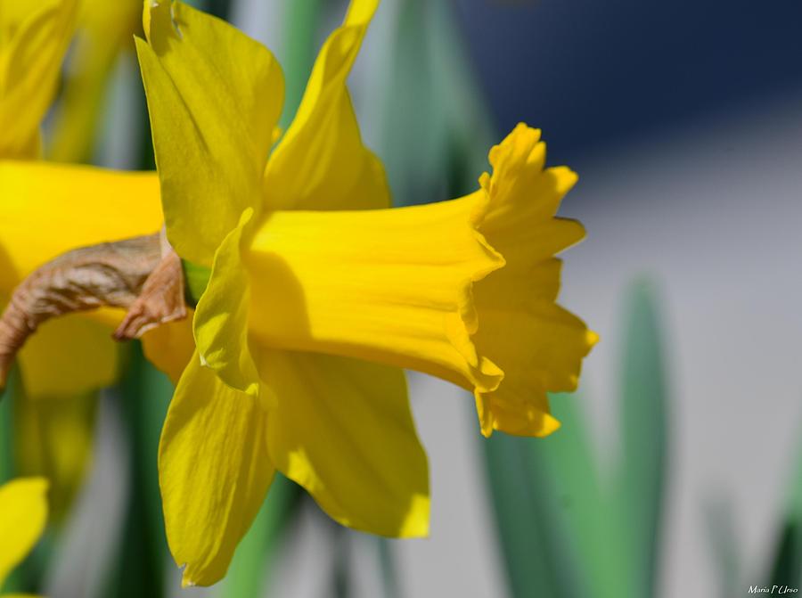 Shout Out to Spring Photograph by Maria Urso | Fine Art America