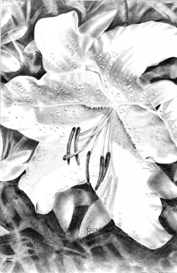 Show Off Drawing by Brenda Hill | Fine Art America