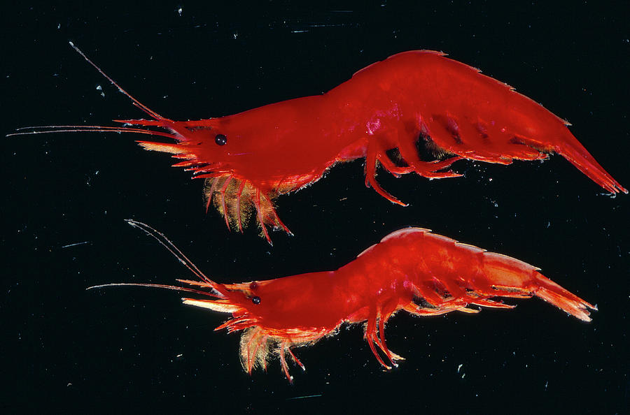 Shrimp Photograph by British Antarctic Survey/science Photo Library