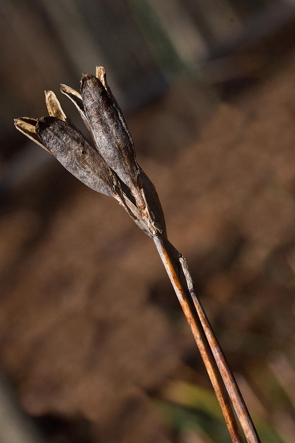 Siberian Iris Seed Pod 1 Photograph By Douglas Barnett Pixels