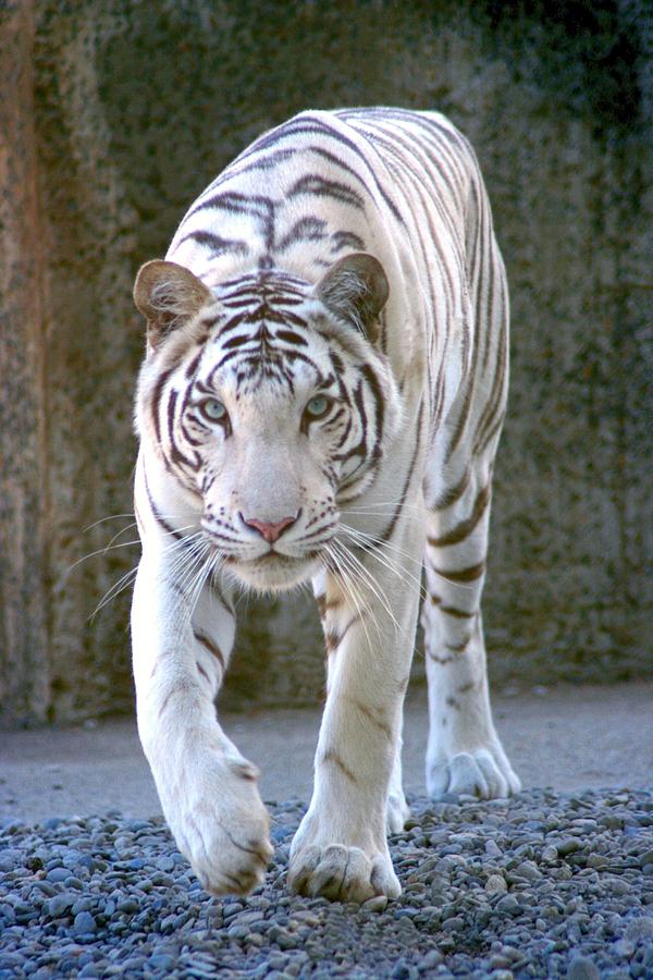 Siberian Tiger Photograph by Sandy Paschall | Fine Art America