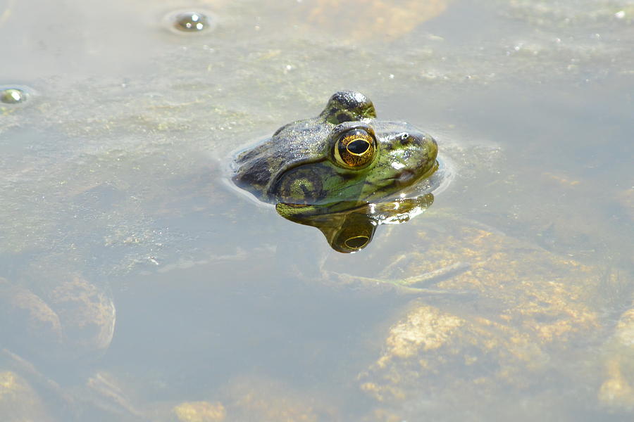 Side View Frog Photograph by Nicki Bennett - Fine Art America