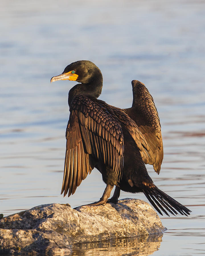 Side View Photograph by Kurt Bowman - Fine Art America