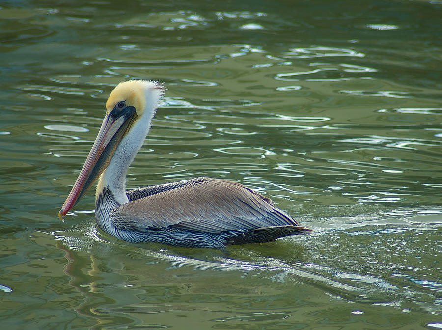 Sidelong Look From A Pelican Photograph by Sarah Crites | Pixels