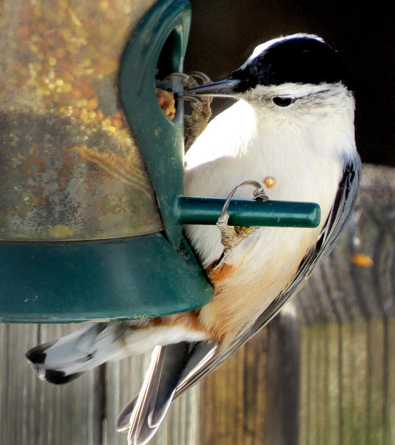 Sifting Photograph by Craig Bohnert - Fine Art America