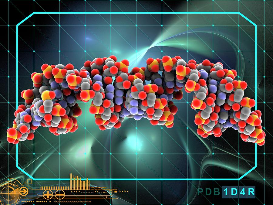 Signal Recognition Particle Rna Molecule Photograph By Laguna Design