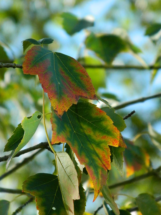 Signs of Autumn 2 Photograph by Nicki Bennett