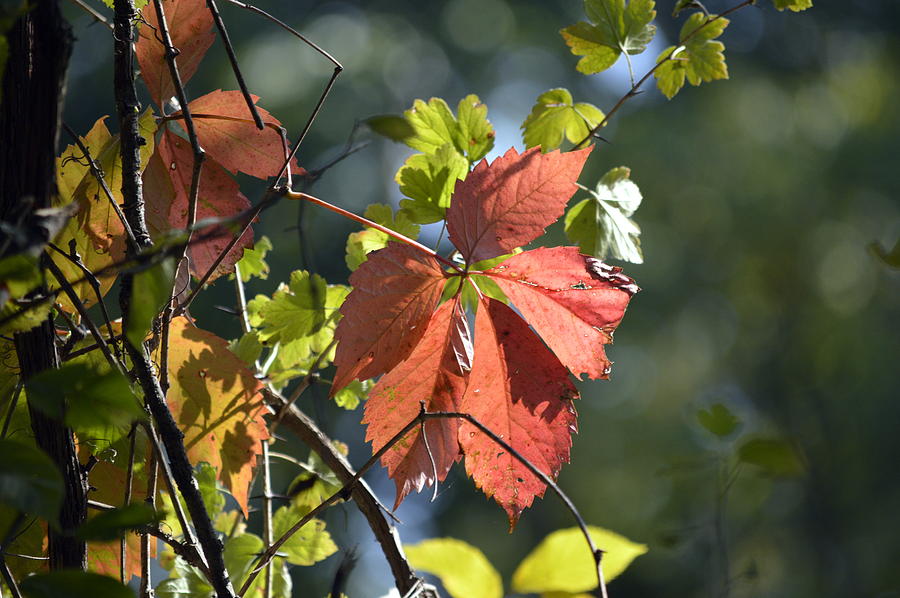 Signs Of Autumn Photograph by Bonfire Photography - Fine Art America