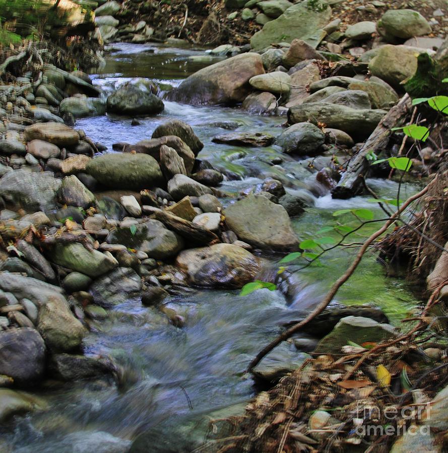 Silent Stream Photograph by Butch Phillips - Pixels