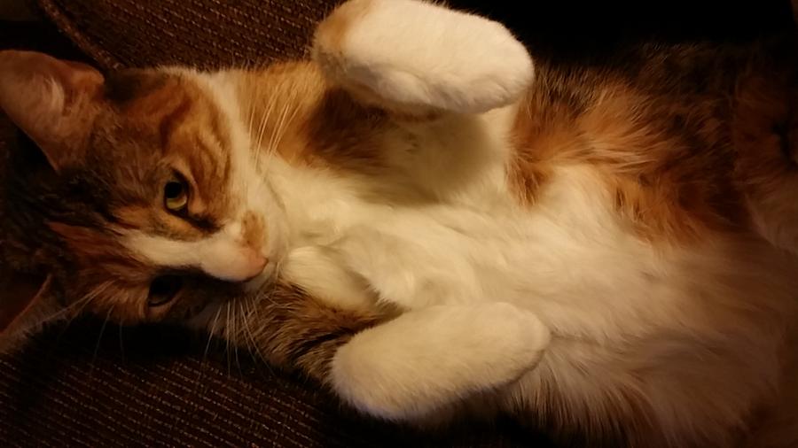 Silk Cat Loki Photograph by Ang Shen - Fine Art America