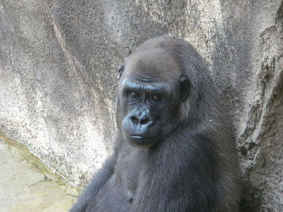 Silver Back Photograph by Anthony Dale - Fine Art America