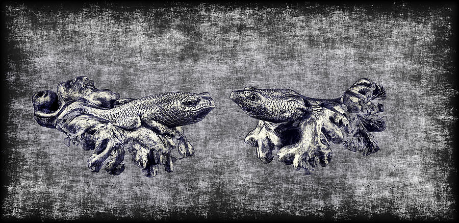 Silver Lizards Photograph by Barry Monaco - Pixels
