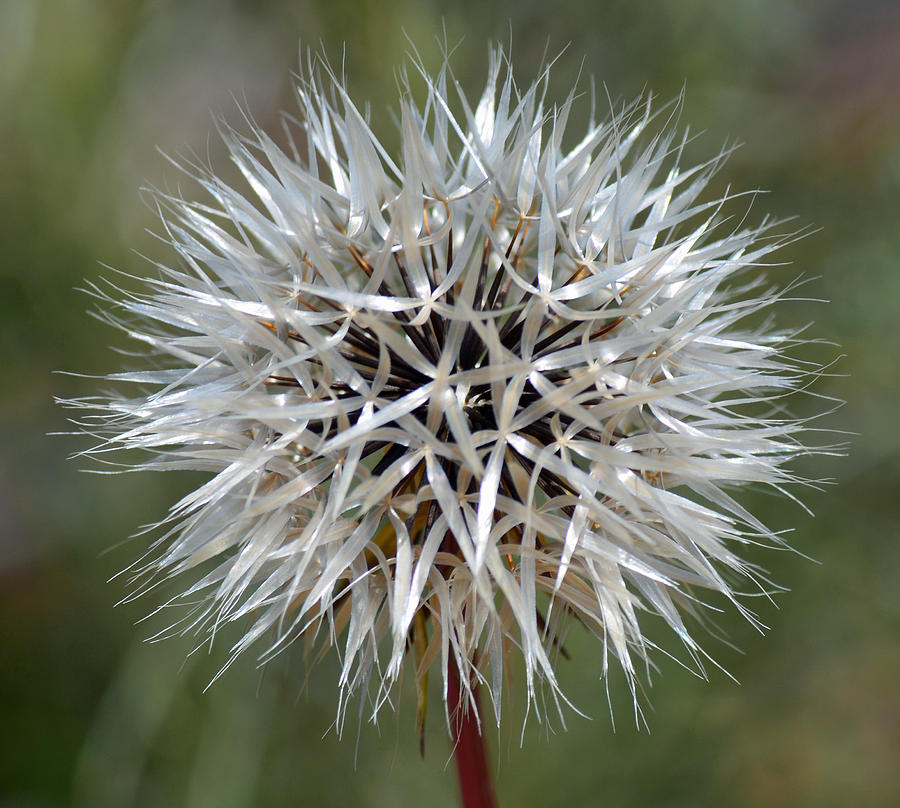 Silver Puff Photograph by Robert Wallace - Fine Art America