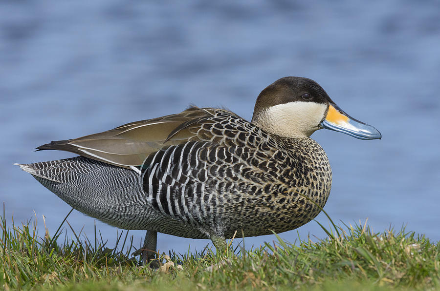 Silver Teal by John Shaw