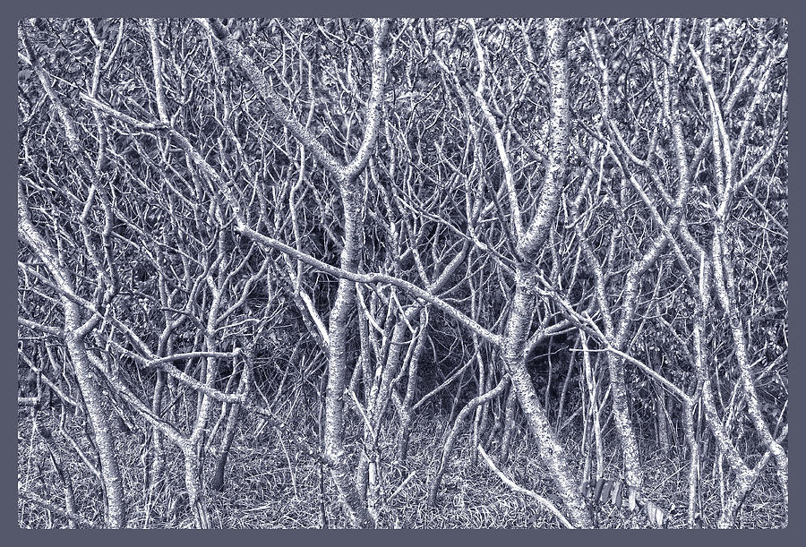 Two Silver Trees