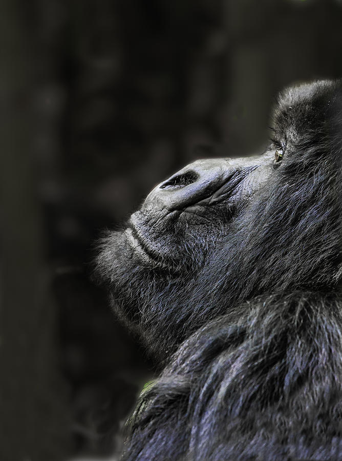 Silverback at Ease Photograph by Mark Coran - Fine Art America