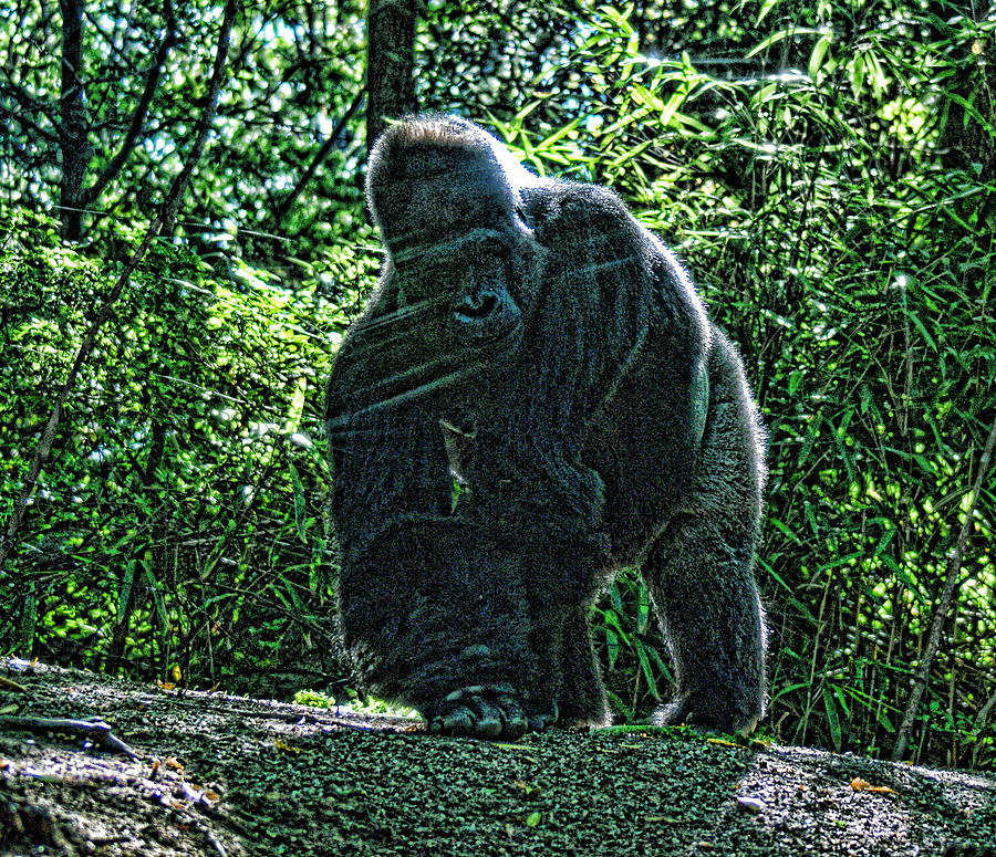 Silverback Photograph by Joe Bledsoe - Fine Art America