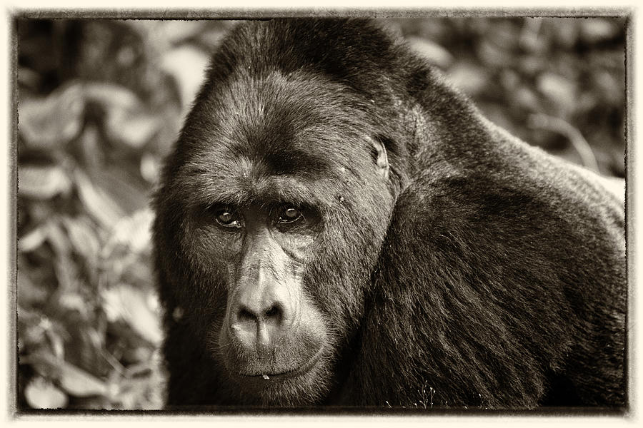 Silverback Photograph by Shauna Milton - Pixels