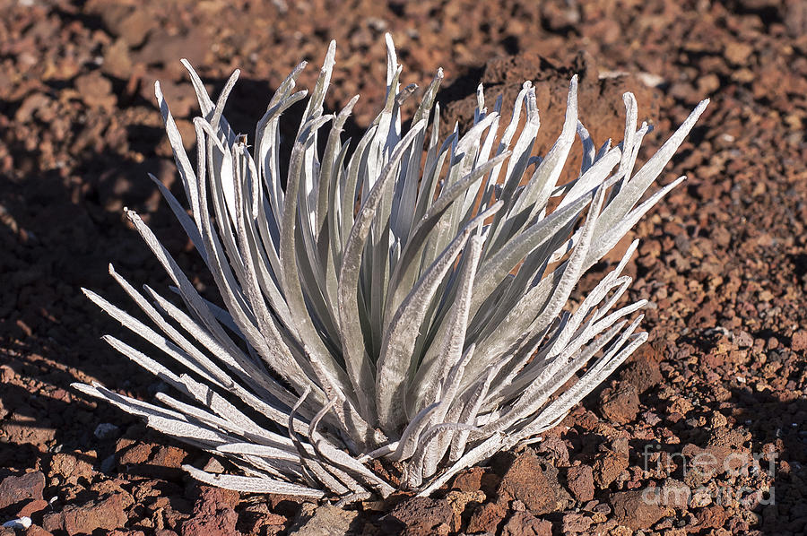 Silversword Leaves Photograph by Bob Phillips
