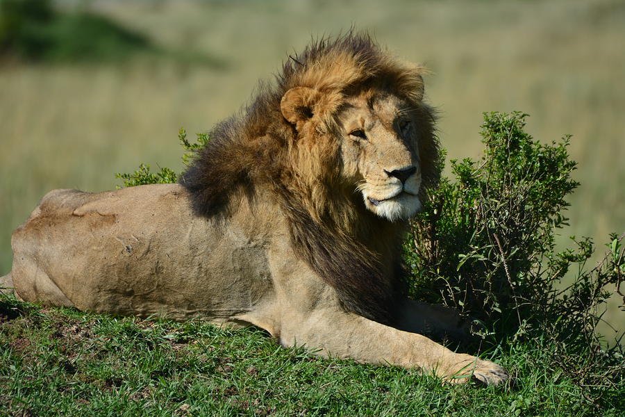 Simba Photograph by Charlie Tucker - Fine Art America