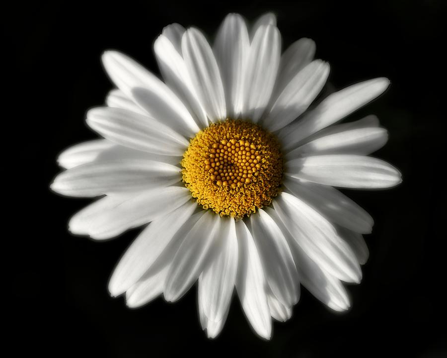Simple Daisy Photograph by Chris Fleming - Fine Art America