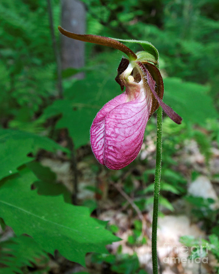 Simple Lady Photograph by Lloyd Alexander-Pictures for a Cause - Fine ...