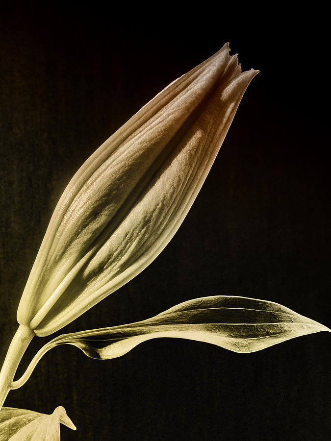 Simplicity Photograph by Derek Rundell - Fine Art America