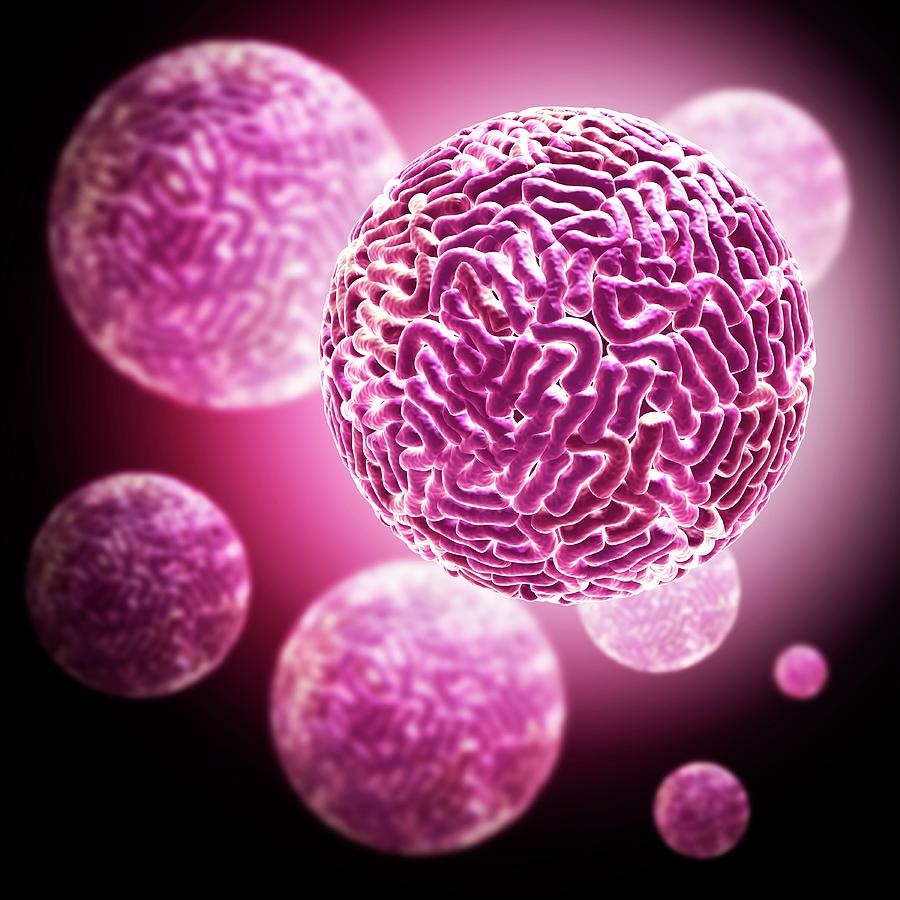 Sindbis Virus Particles Photograph by Pixologicstudio/science Photo Library - Pixels