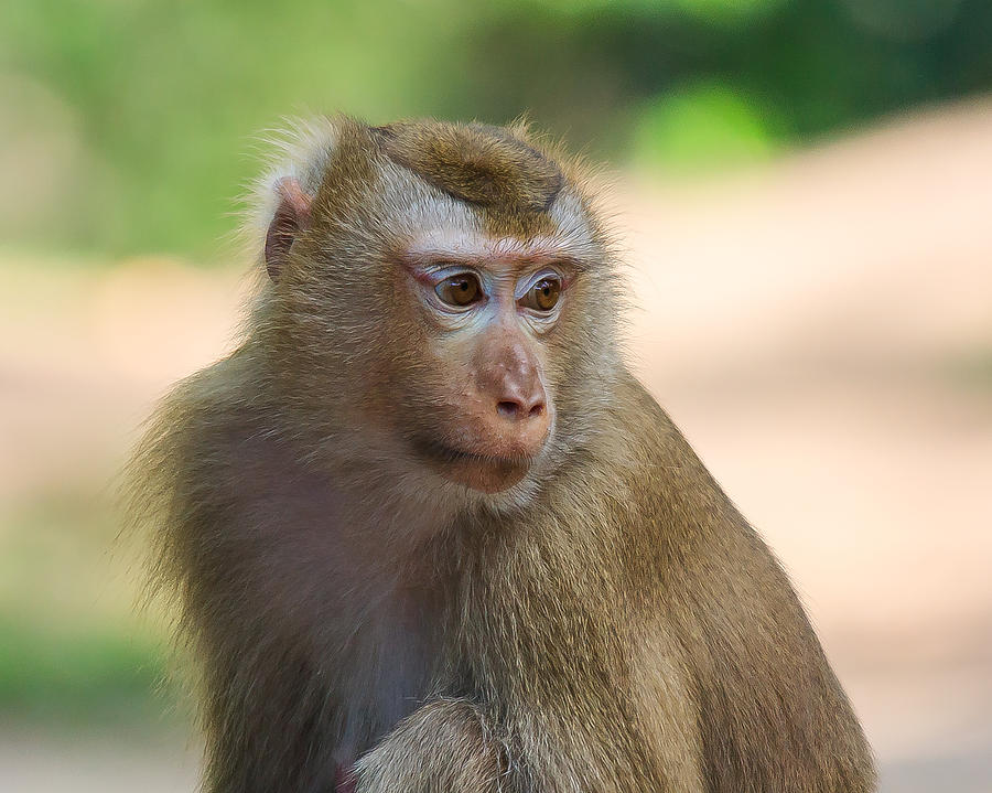 Singe Photograph by Rusty Philippe - Fine Art America