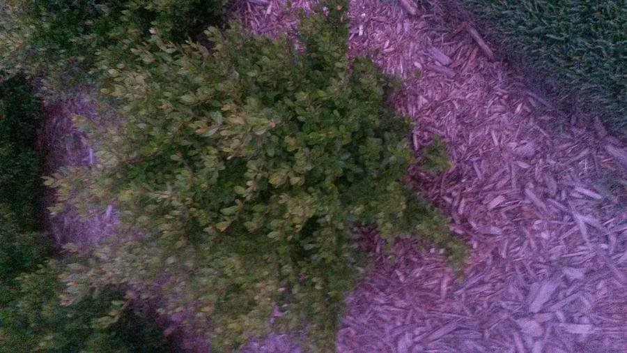 Single Bush Photograph by Heather Getz - Fine Art America