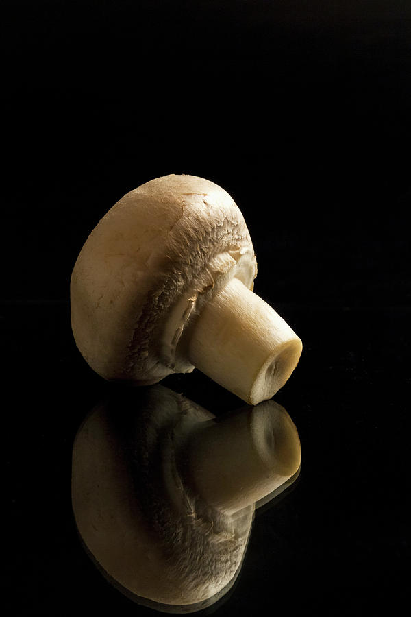 Single Button Mushroom Backlit Photograph by Michael Interisano - Pixels