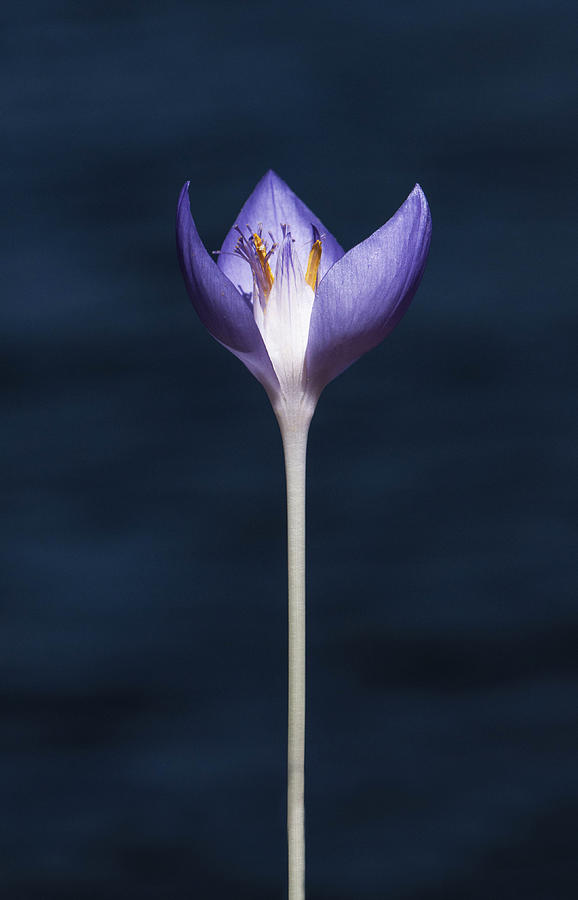 Single crocus Photograph by Adina Ruxandra Gurgu - Fine Art America