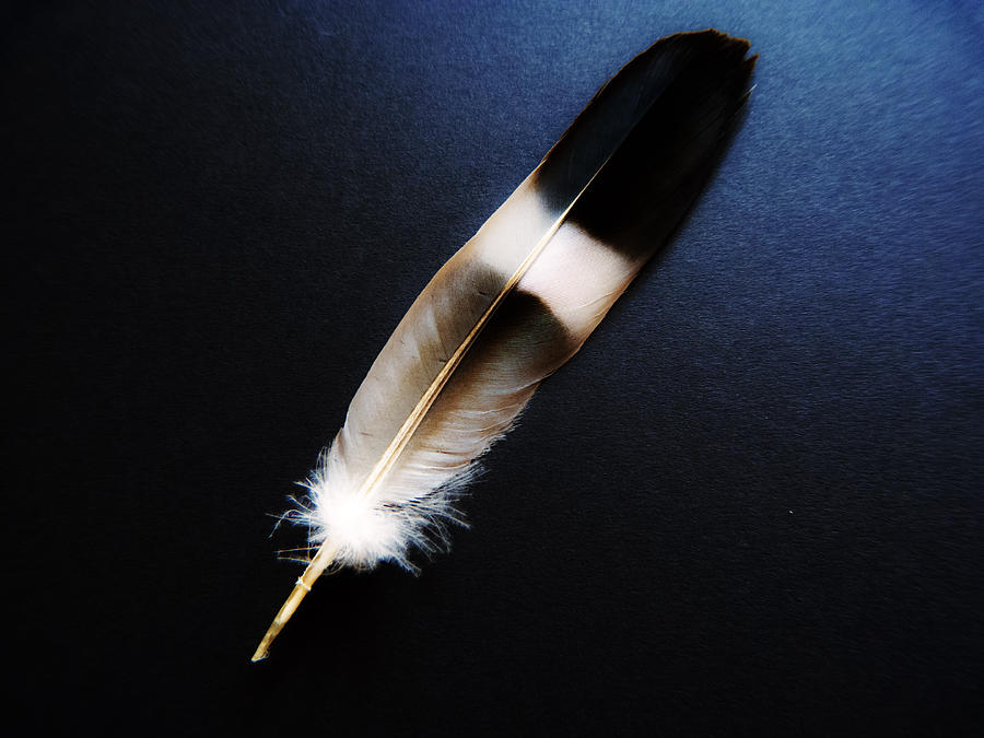 Single Feather Photograph by David Bishop - Fine Art America