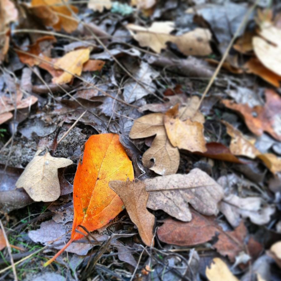 Single Leaf Photograph by Elliott Strom - Pixels