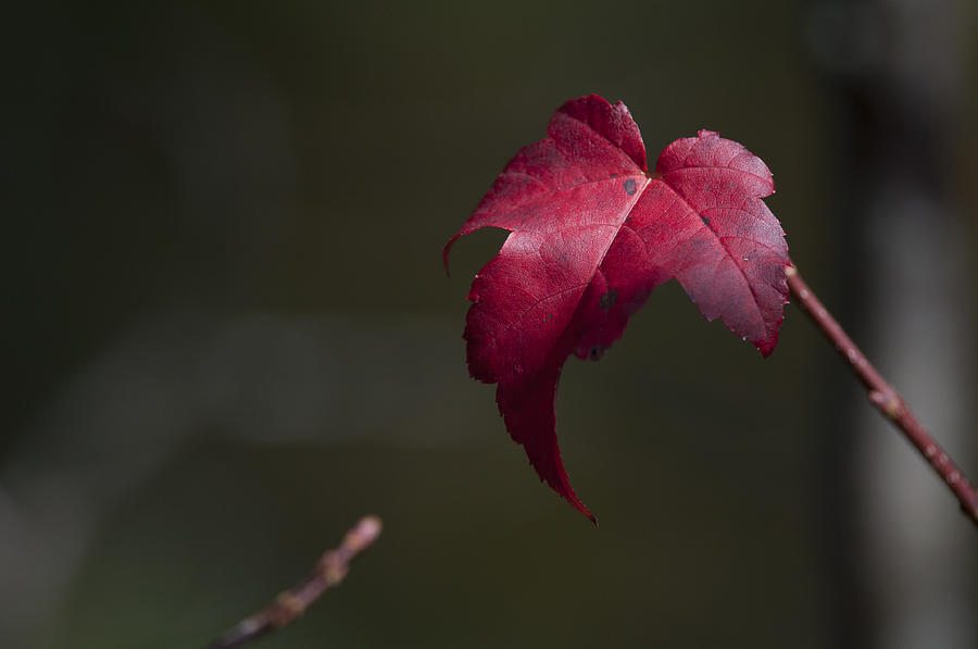 Single Red Leaf Photograph by Richard Kitchen - Fine Art America