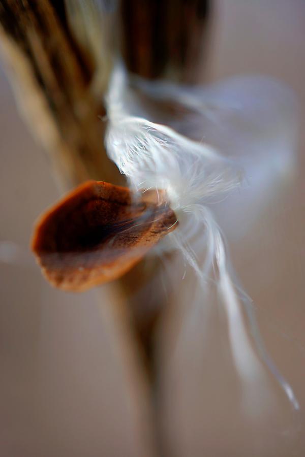 Single Seed Emerging Photograph by Beth Akerman - Fine Art America