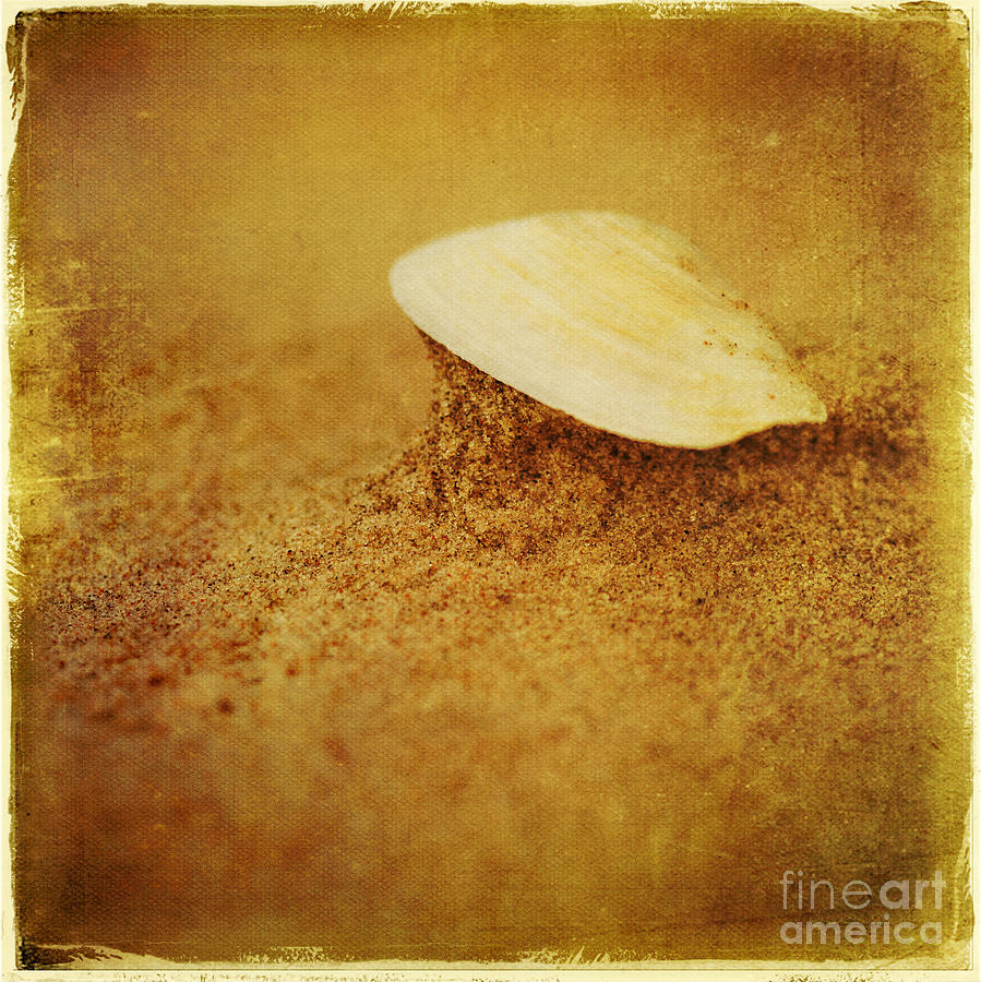 Single Shell Digital Art by Izabela Kaminska - Fine Art America
